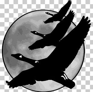Bird Formation PNG Images, Bird Formation Clipart Free Download