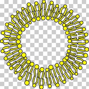 Cell Membrane Biological Membrane Membrane Fluidity PNG, Clipart ...