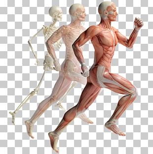 Skeletal Muscle Muscular System Human Body Running PNG, Clipart, Arm ...