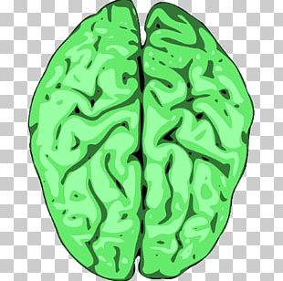 Green Human Brain PNG, Clipart, Area, Background Green, Brain ...